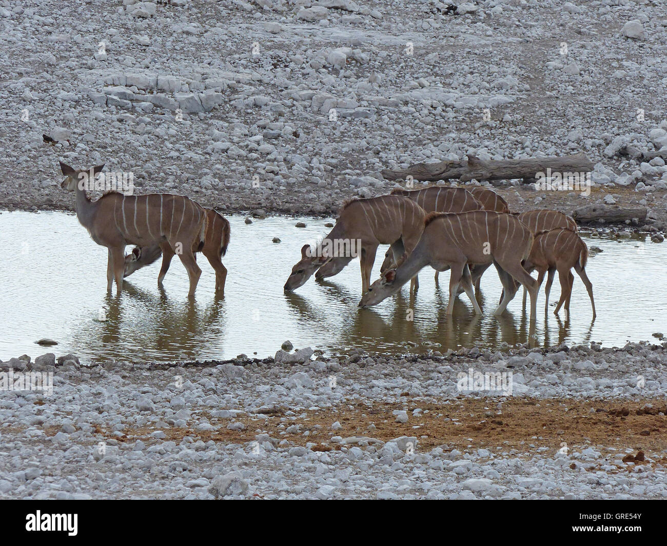 Kudus Drinking At A Water Hole, Namibia Stock Photo - Alamy