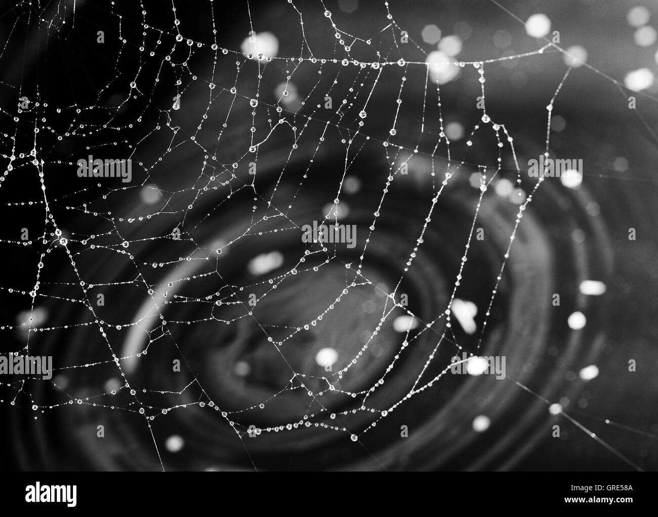 Fine web detail Black and White Stock Photos & Images - Alamy