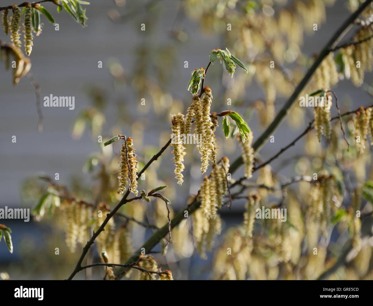 Beech tree flowers hi-res stock photography and images - Alamy