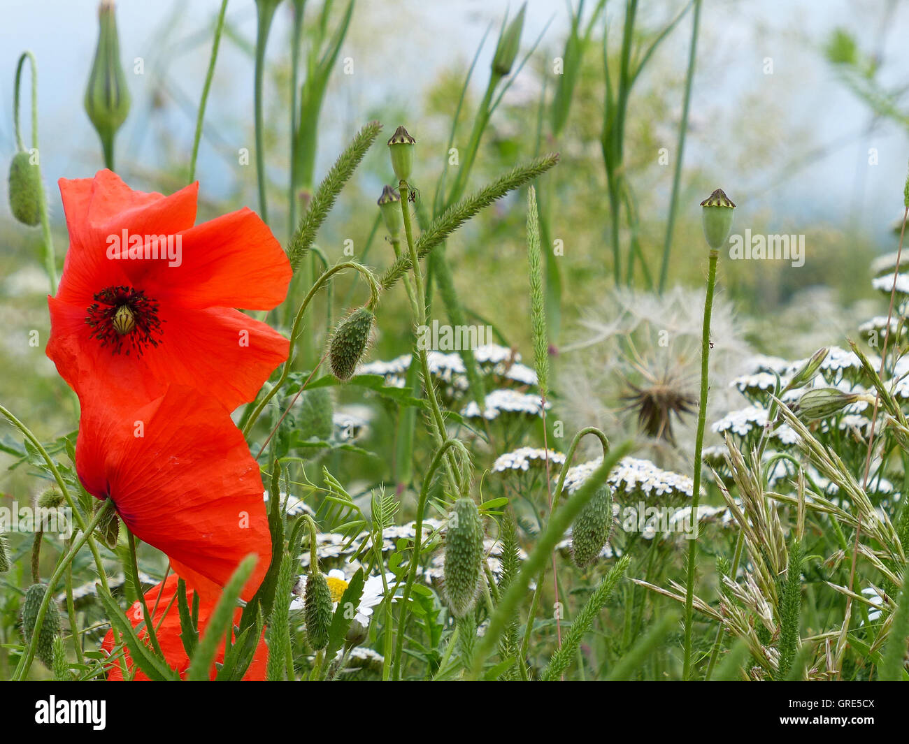 Flowering Meadow With Red Poppies, Yarrow And Grasses Stock Photo - Alamy