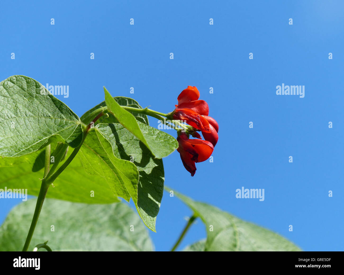 Common bean hi-res stock photography and images - Alamy