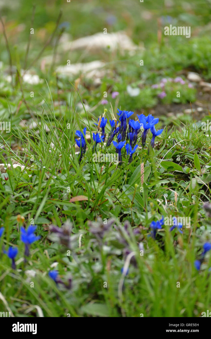 Gentian alps mountains flower hi-res stock photography and images - Alamy
