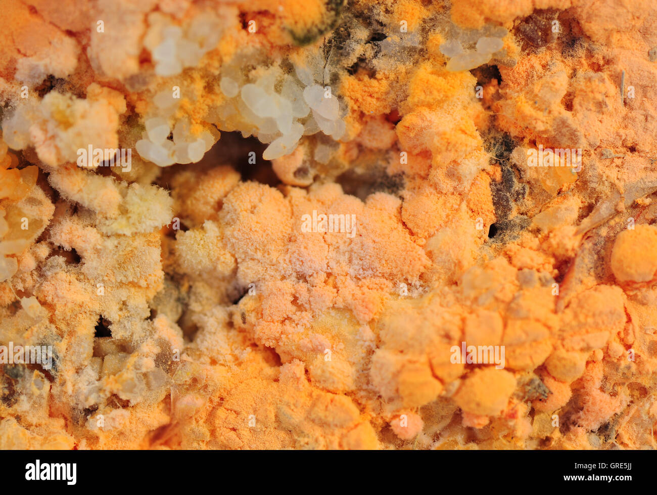 Orange fungus mould hi-res stock photography and images - Alamy