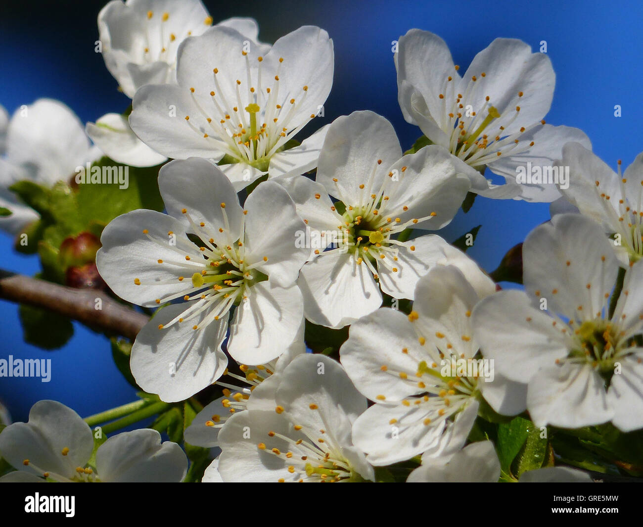 Morello cherry tree hi-res stock photography and images - Alamy