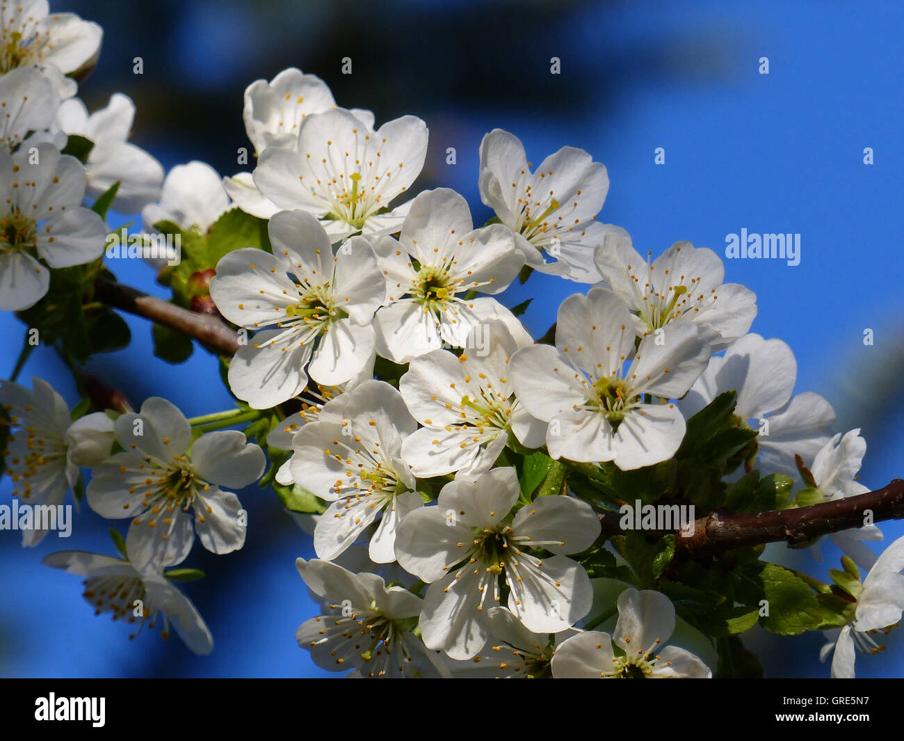 Morello cherry tree hi-res stock photography and images - Alamy