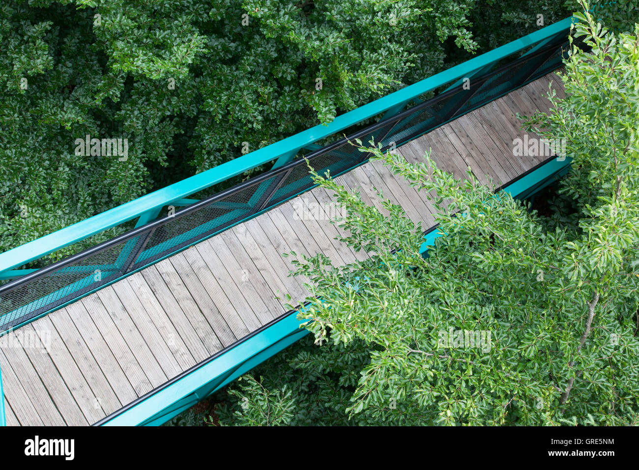Green pathway through the trees Stock Photo - Alamy
