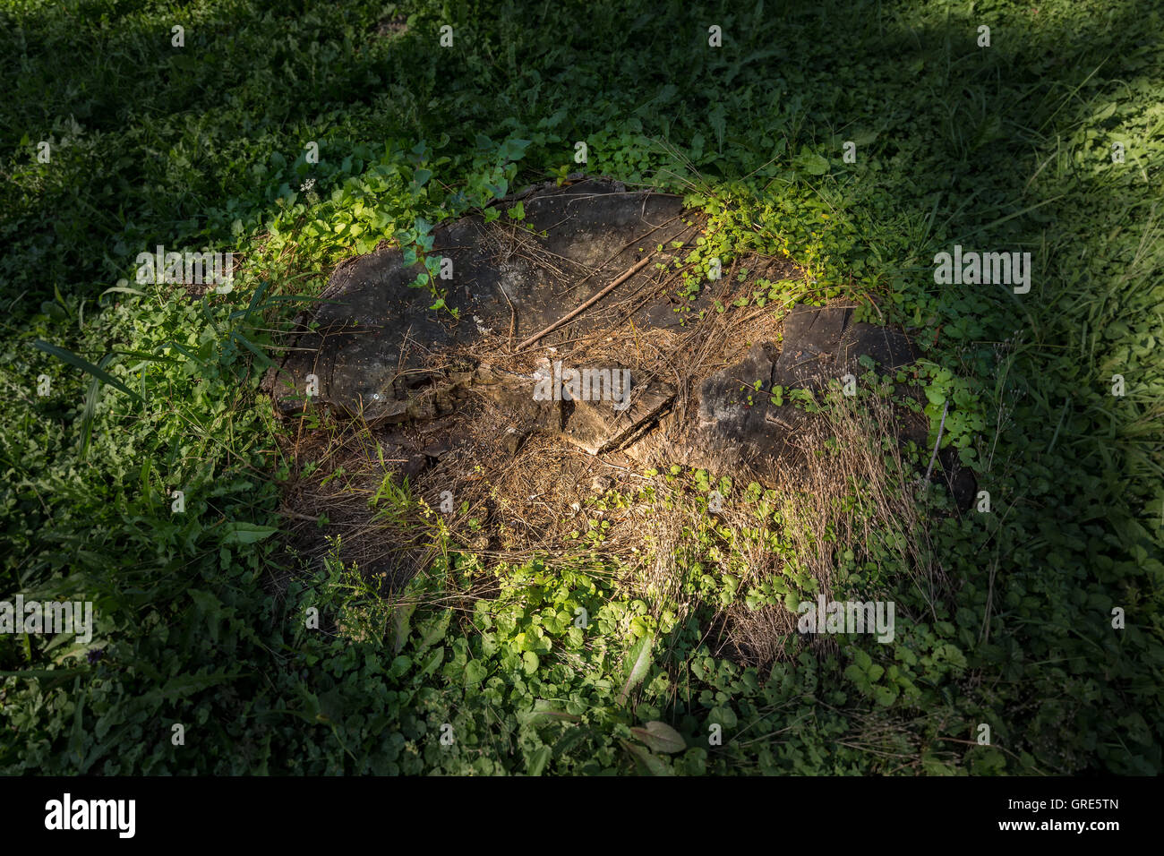 Tree stump park castle hi-res stock photography and images - Alamy