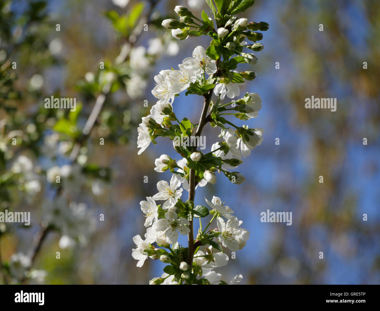 Morello cherry blossoms hi-res stock photography and images - Alamy