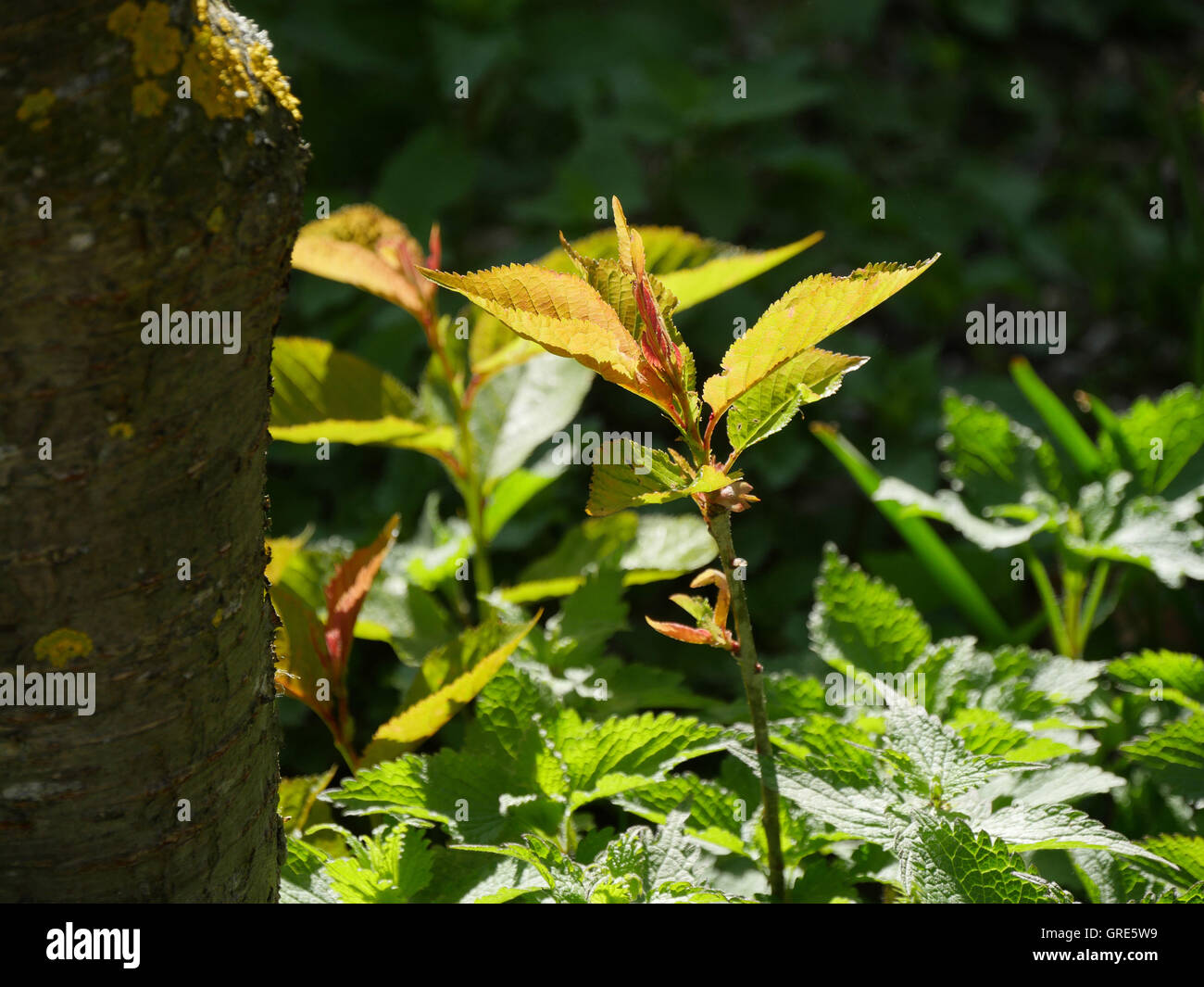 Cherry Seedling, Young Cherry Plant, Sour Cherry Stock Photo - Alamy