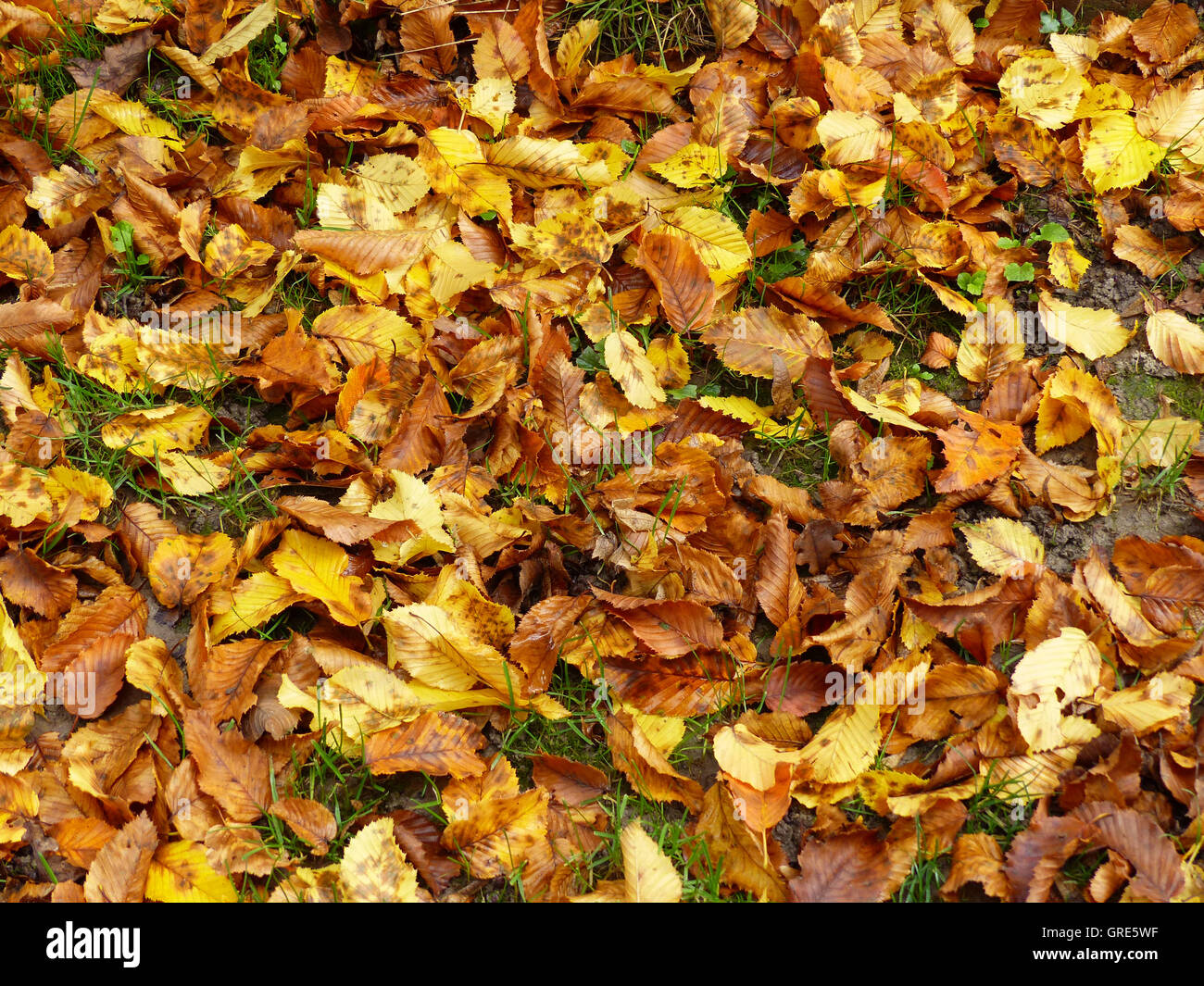Blade of foliage hi-res stock photography and images - Alamy