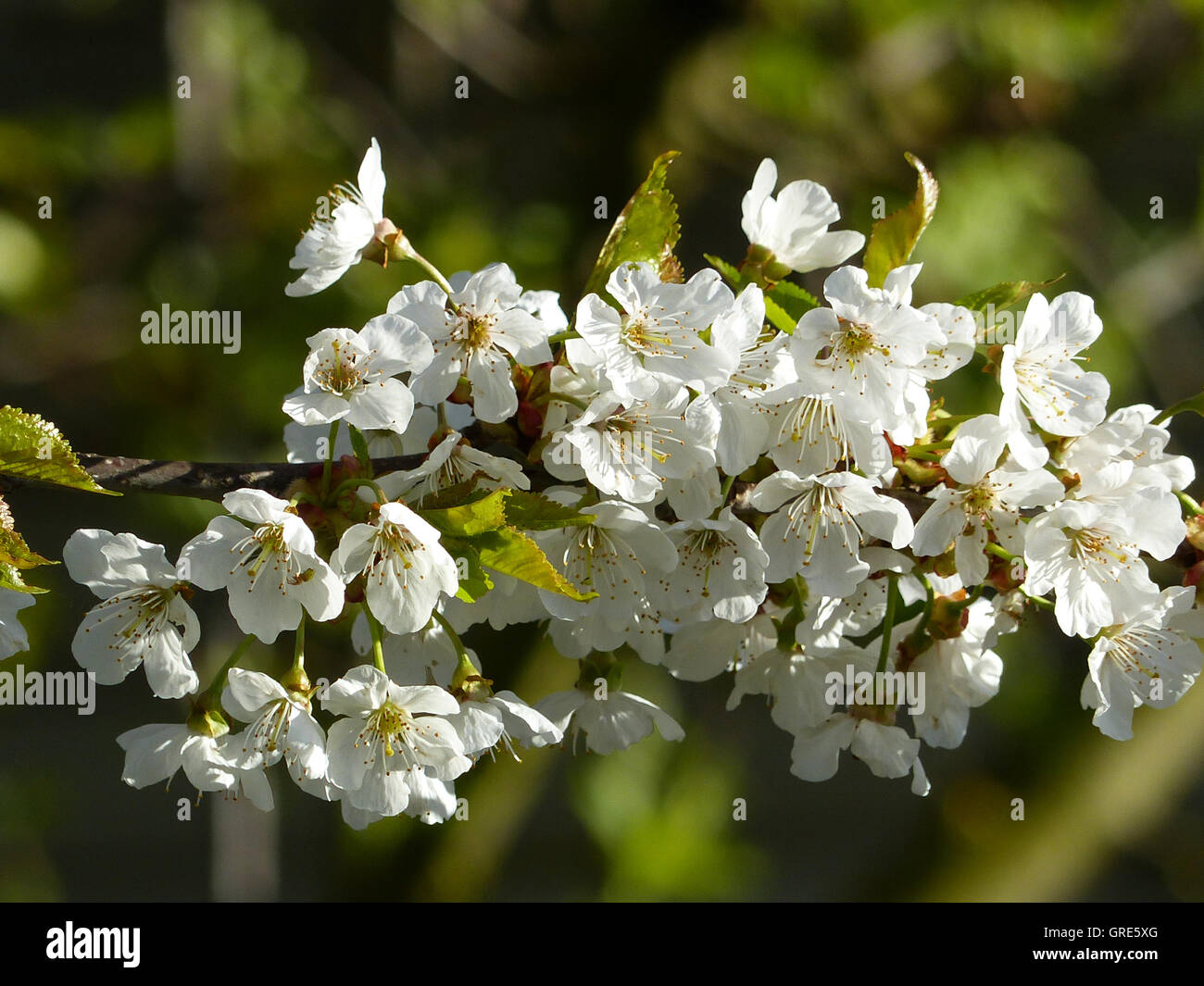 Blooming Sweet Cherry Tree Stock Photo - Alamy