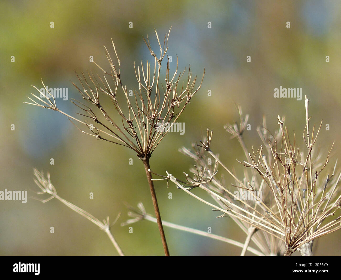 Umbelliferous Flower Stock Photos & Umbelliferous Flower Stock Images ...