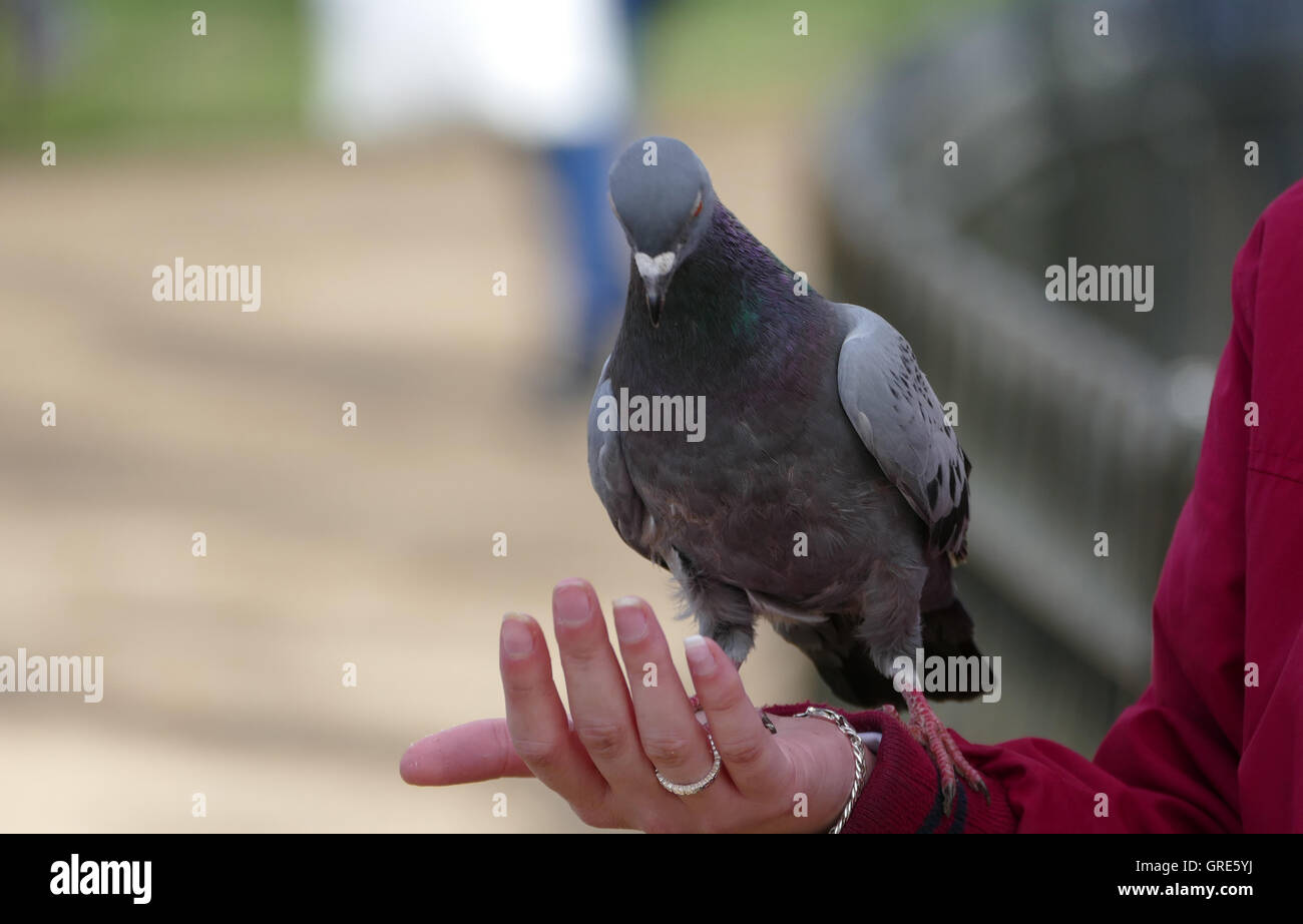 Pigeon On Hand Stock Photo - Alamy