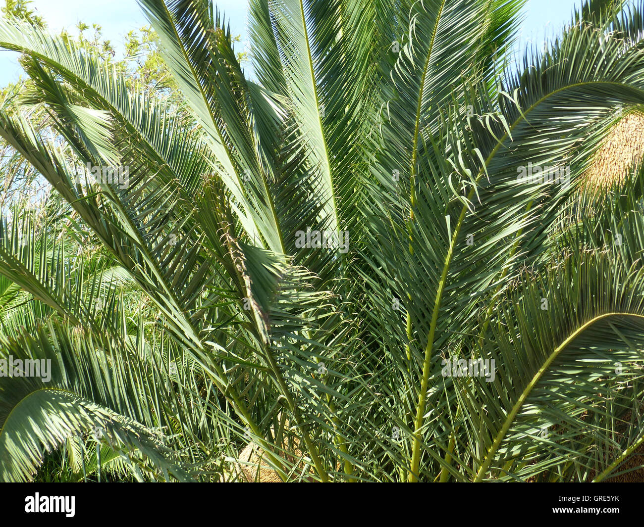 Palmwedel hi-res stock photography and images - Alamy