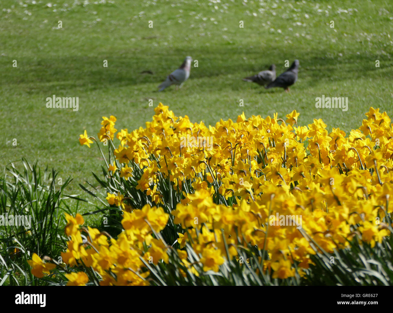 Yellow daff hi-res stock photography and images - Alamy