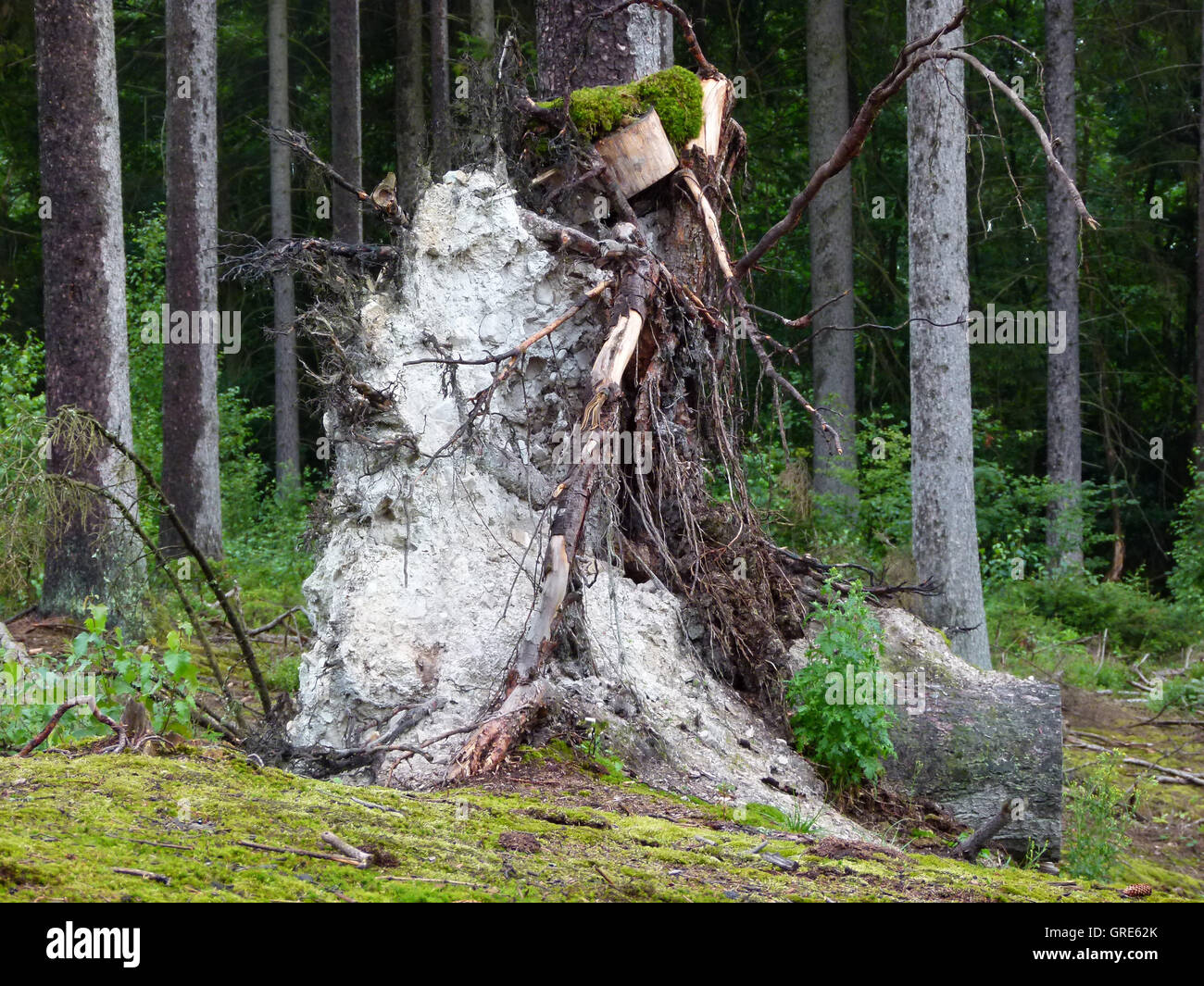 Uprooted tree provides habitat for new trees hi-res stock photography and images - Alamy