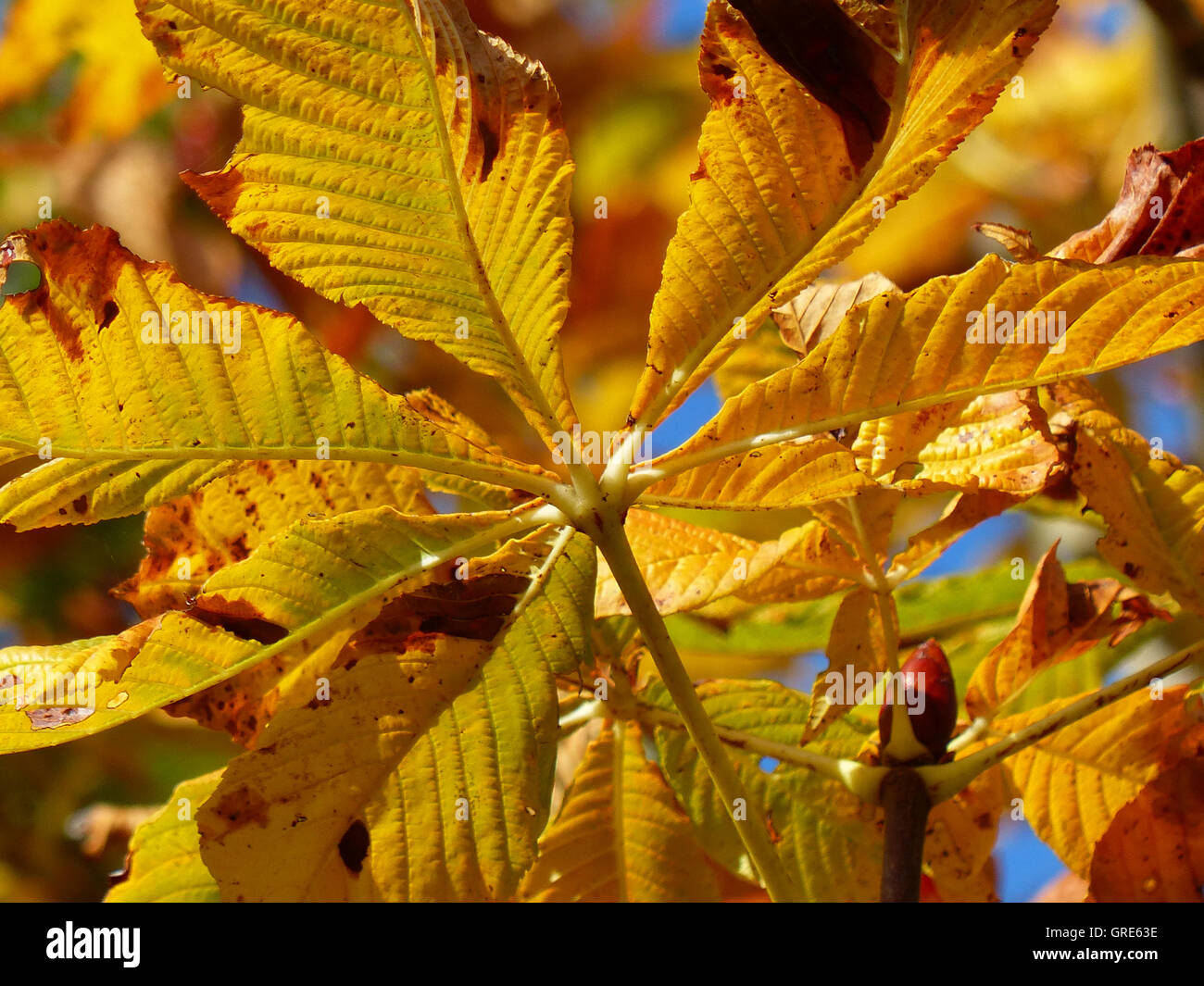 Chestnut format hi-res stock photography and images - Alamy