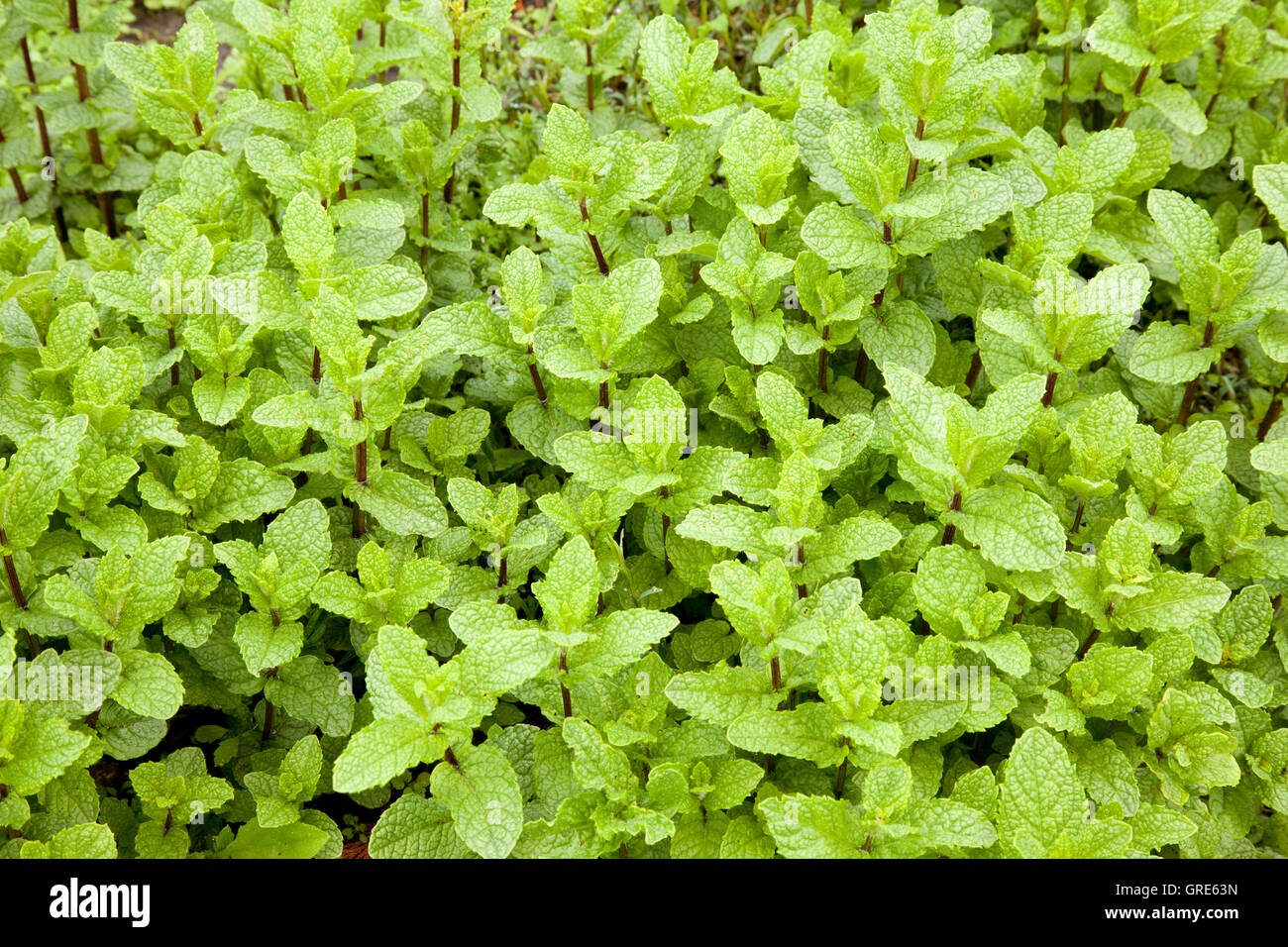 mint plants in a garden Stock Photo - Alamy