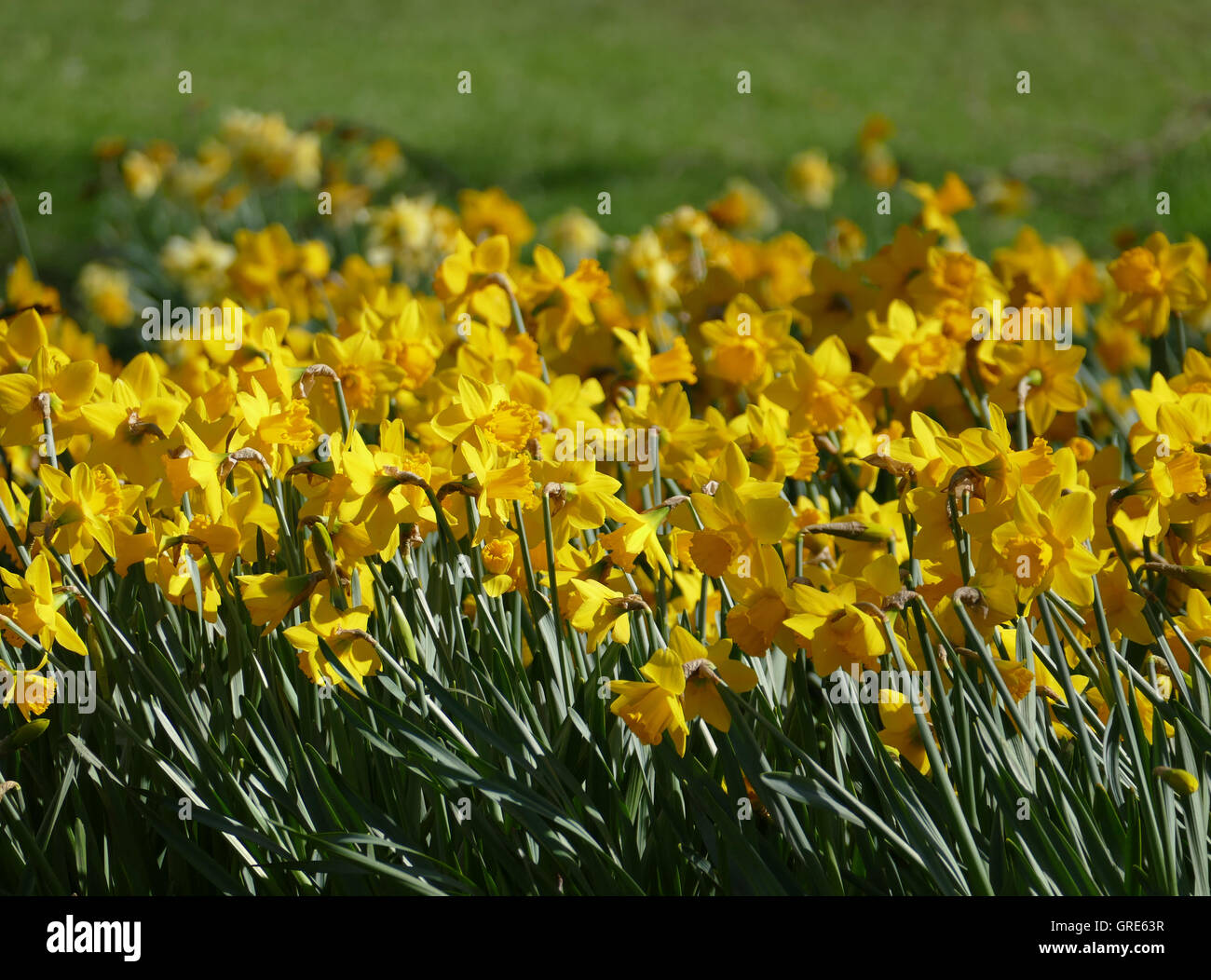 Yellow Daff High Resolution Stock Photography and Images - Alamy