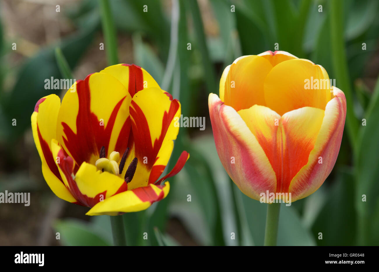 Two different flowers hi-res stock photography and images - Alamy