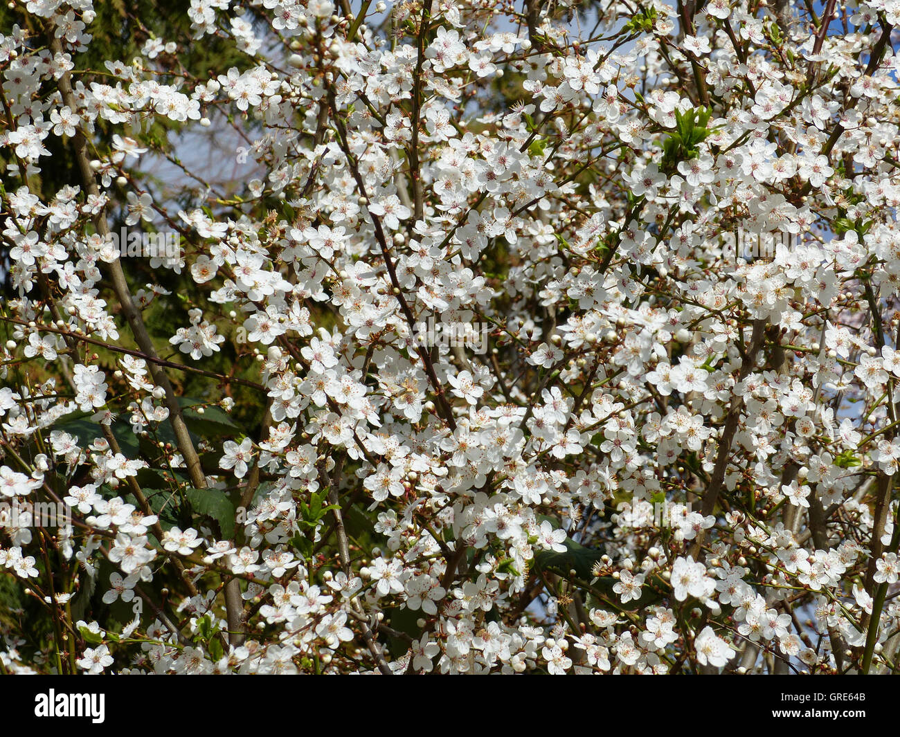 Mirabelles tree hi-res stock photography and images - Alamy