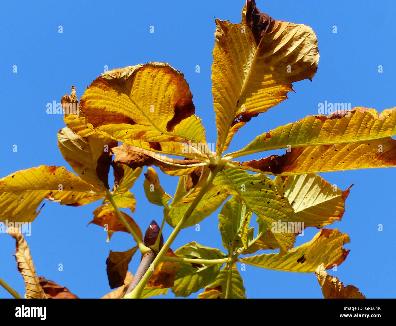 Yellow Autumn Foliage Of Chestnut-Tree Stock Photo - Alamy