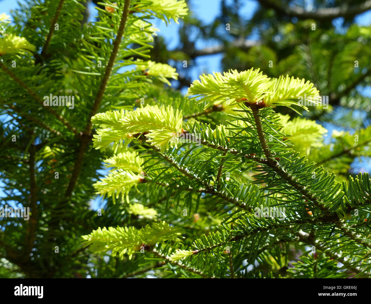 Sprigs Stock Photos & Sprigs Stock Images - Alamy