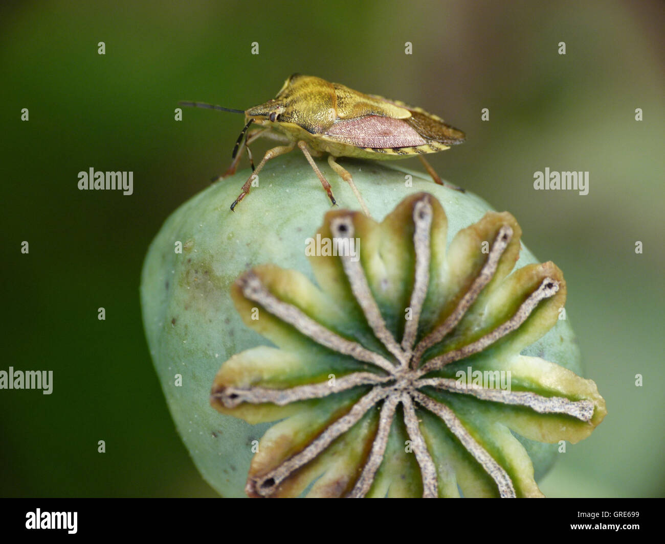 Green Bug On A Poppy Capsule With Green Background Stock Photo - Alamy