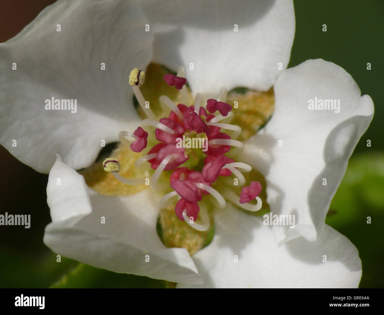 Pear blossom hi-res stock photography and images - Alamy