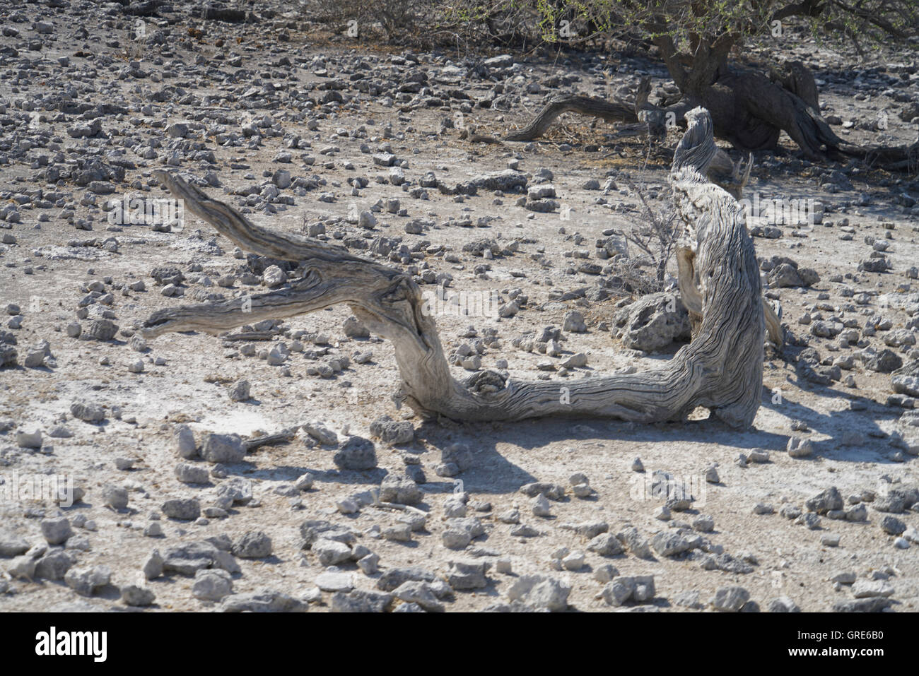 Snake tree roots hi-res stock photography and images - Alamy