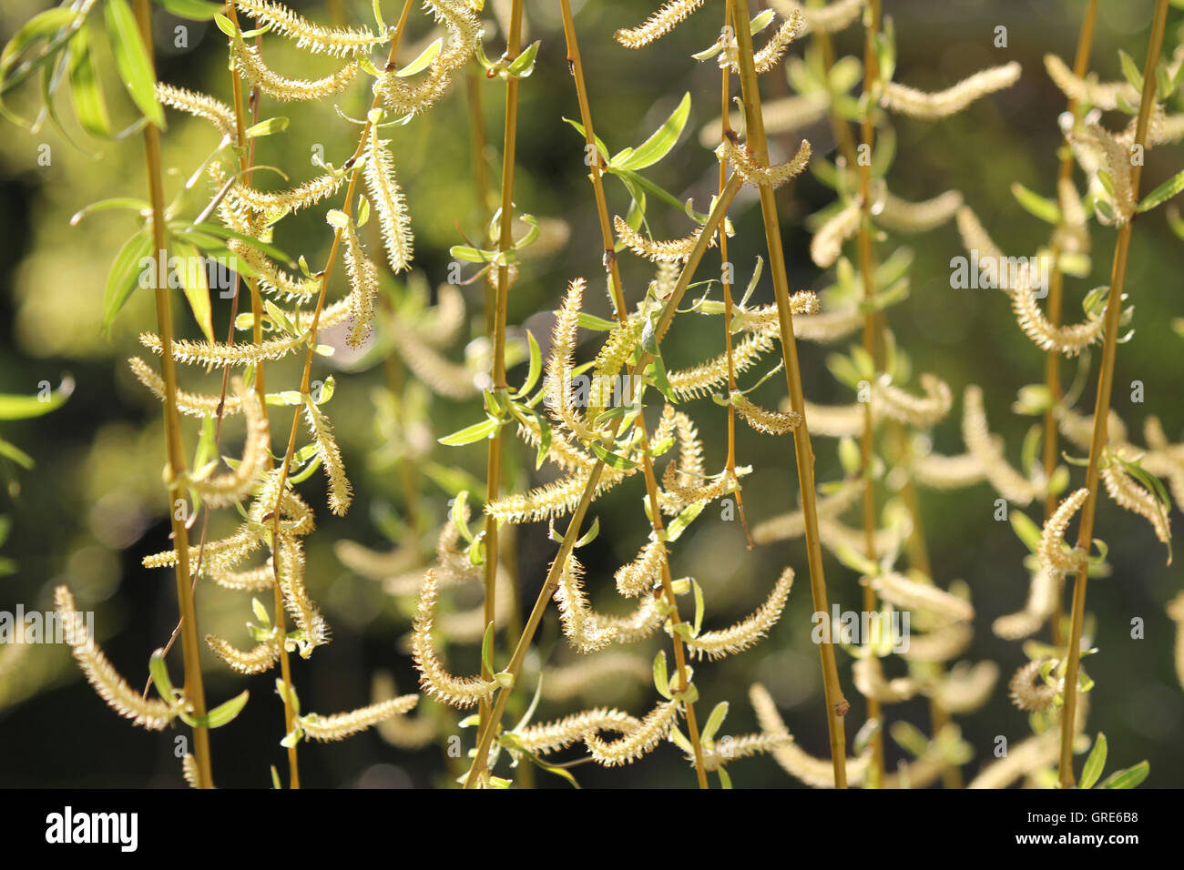Blossoms Of A Weeping Willow Like A Curtain Stock Photo - Alamy