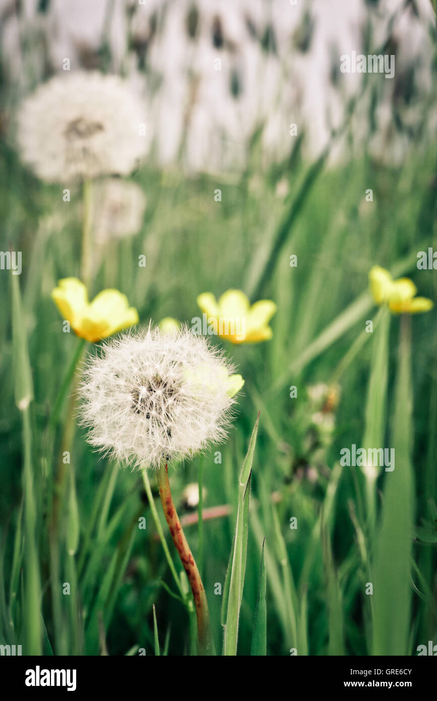 Dandelions and buttercups Stock Photo - Alamy