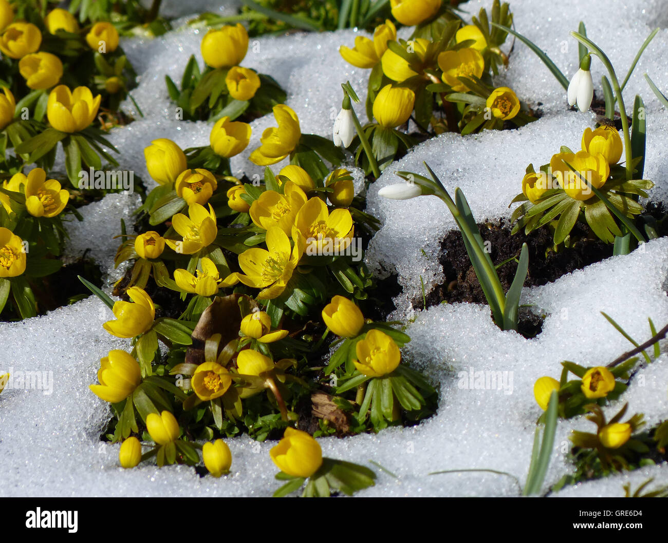 Yellow Winter Aconite Blooming In Snow Stock Photo - Alamy
