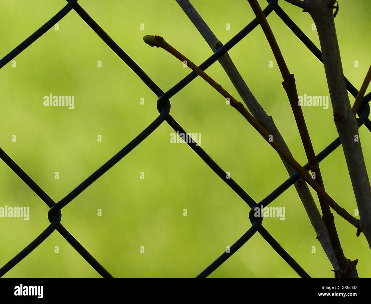 Chain-Link Fence With Green Background Stock Photo - Alamy