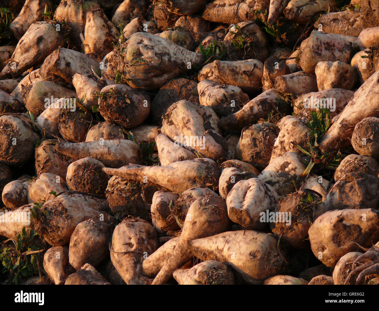 Harvested Sugar Beets Stock Photo - Alamy
