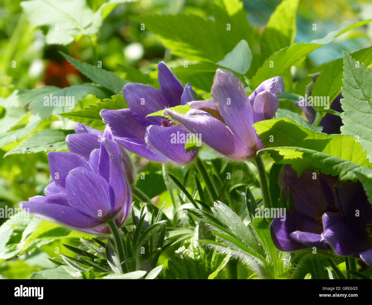 Pasqueflowers Growing In Garden, Pulsatilla Stock Photo - Alamy