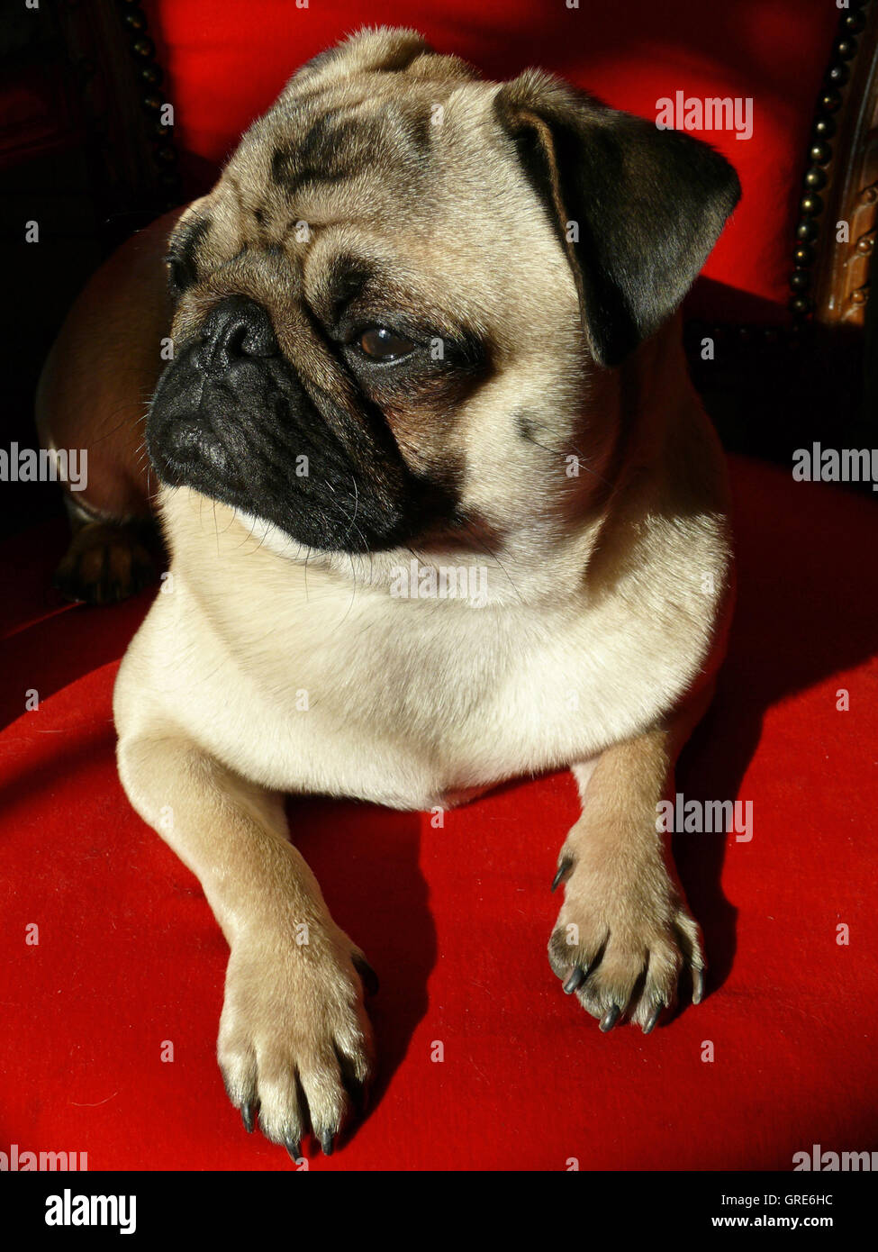 Dog on red chair hi-res stock photography and images - Alamy