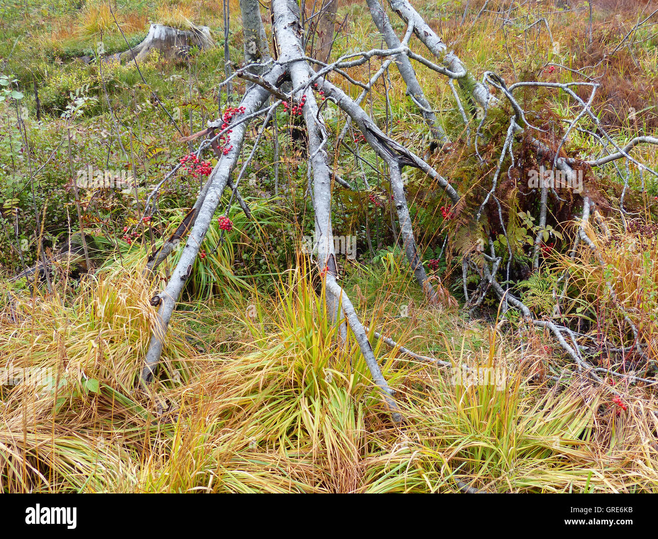 Moor forest hi-res stock photography and images - Alamy