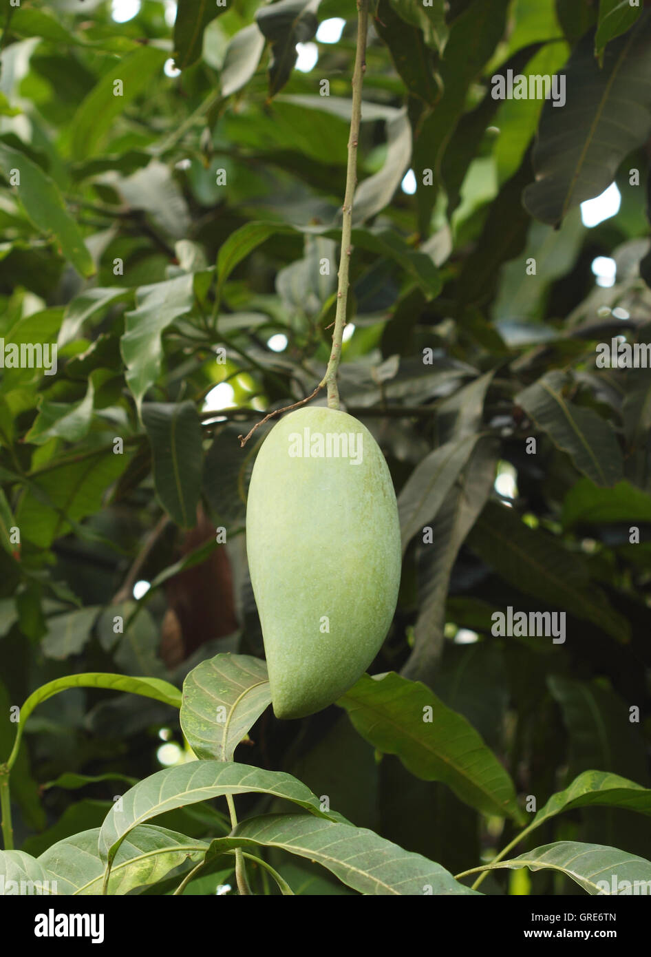 Mango on the tree Stock Photo - Alamy