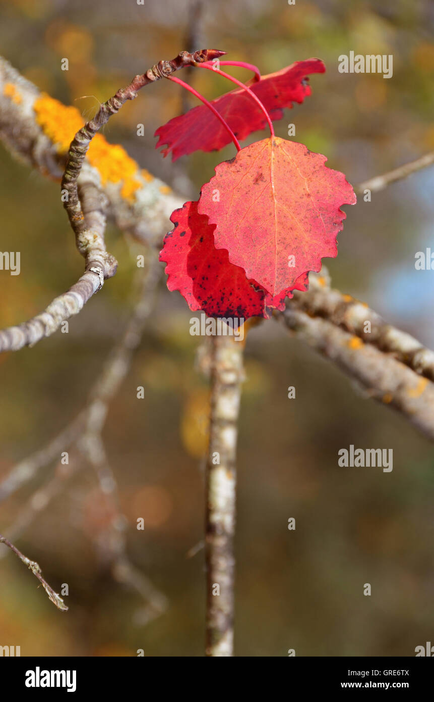 Aspen Leaves In Fall, Populus Tremula Stock Photo - Alamy