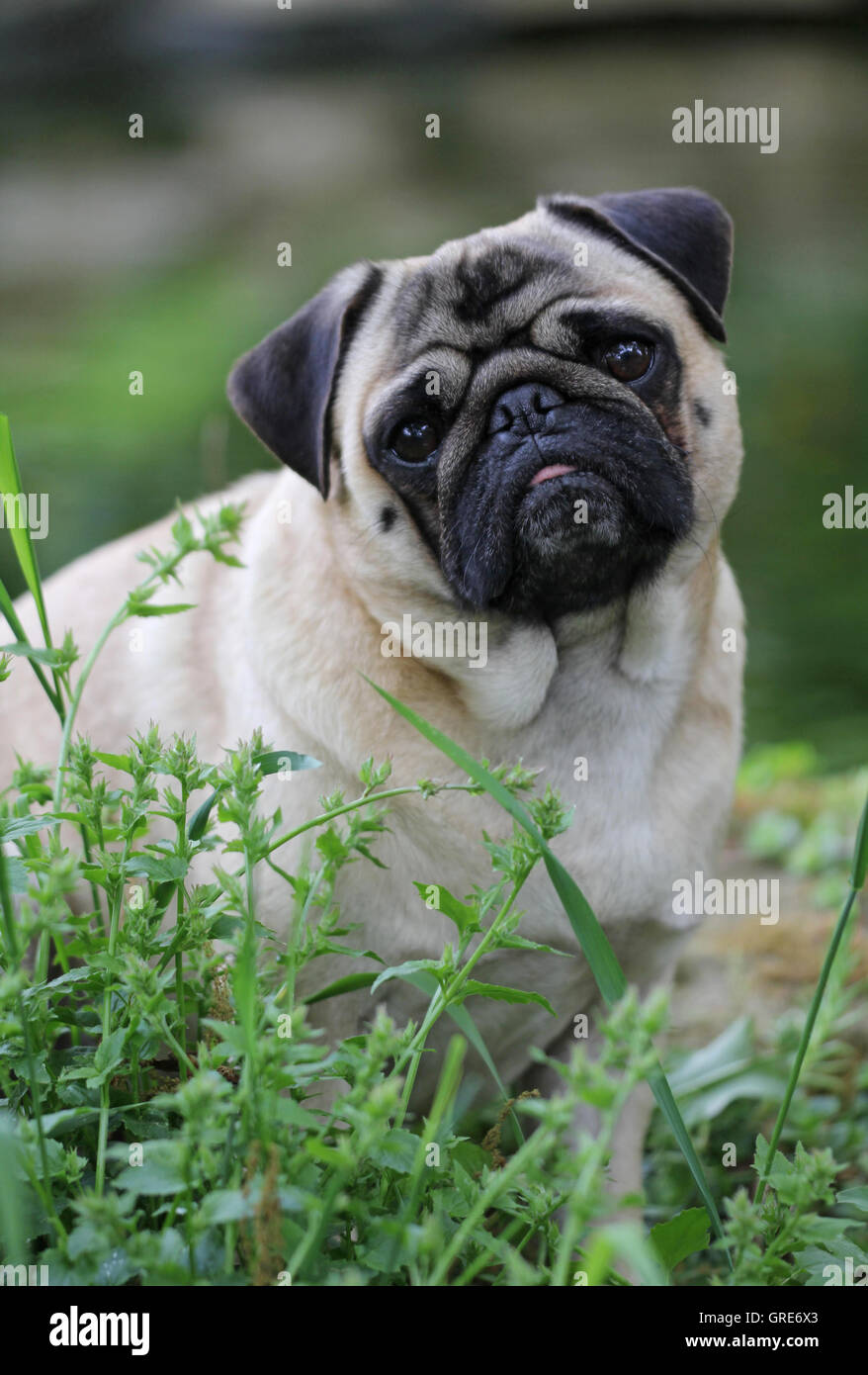 Sitting Beige Pug Stock Photo - Alamy