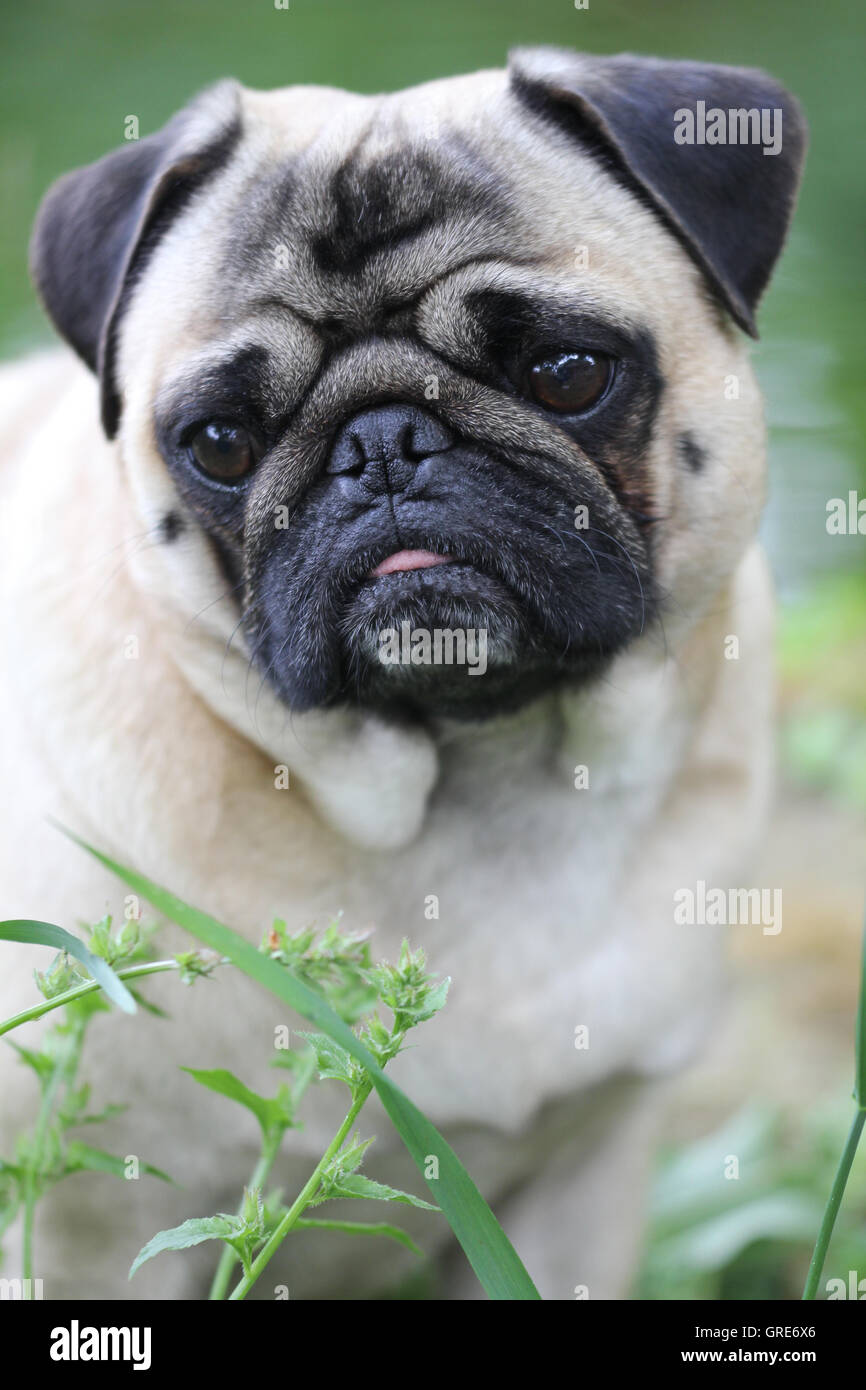 Beige breed hi-res stock photography and images - Alamy