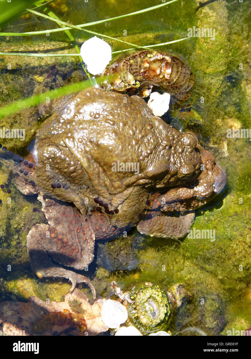 Toads mating in water hi-res stock photography and images - Alamy