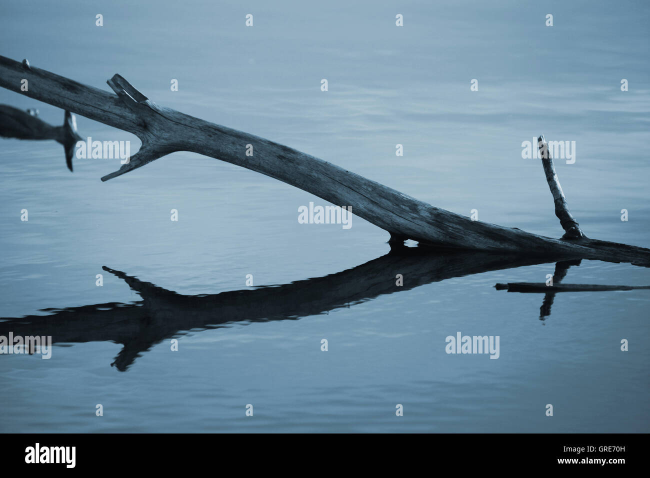 Branch In Shallow Water Stock Photo - Alamy