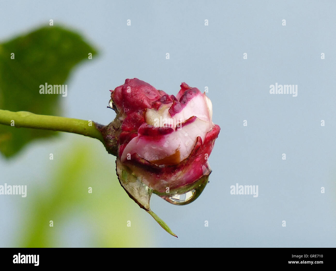 The bud of a rose hi-res stock photography and images - Alamy