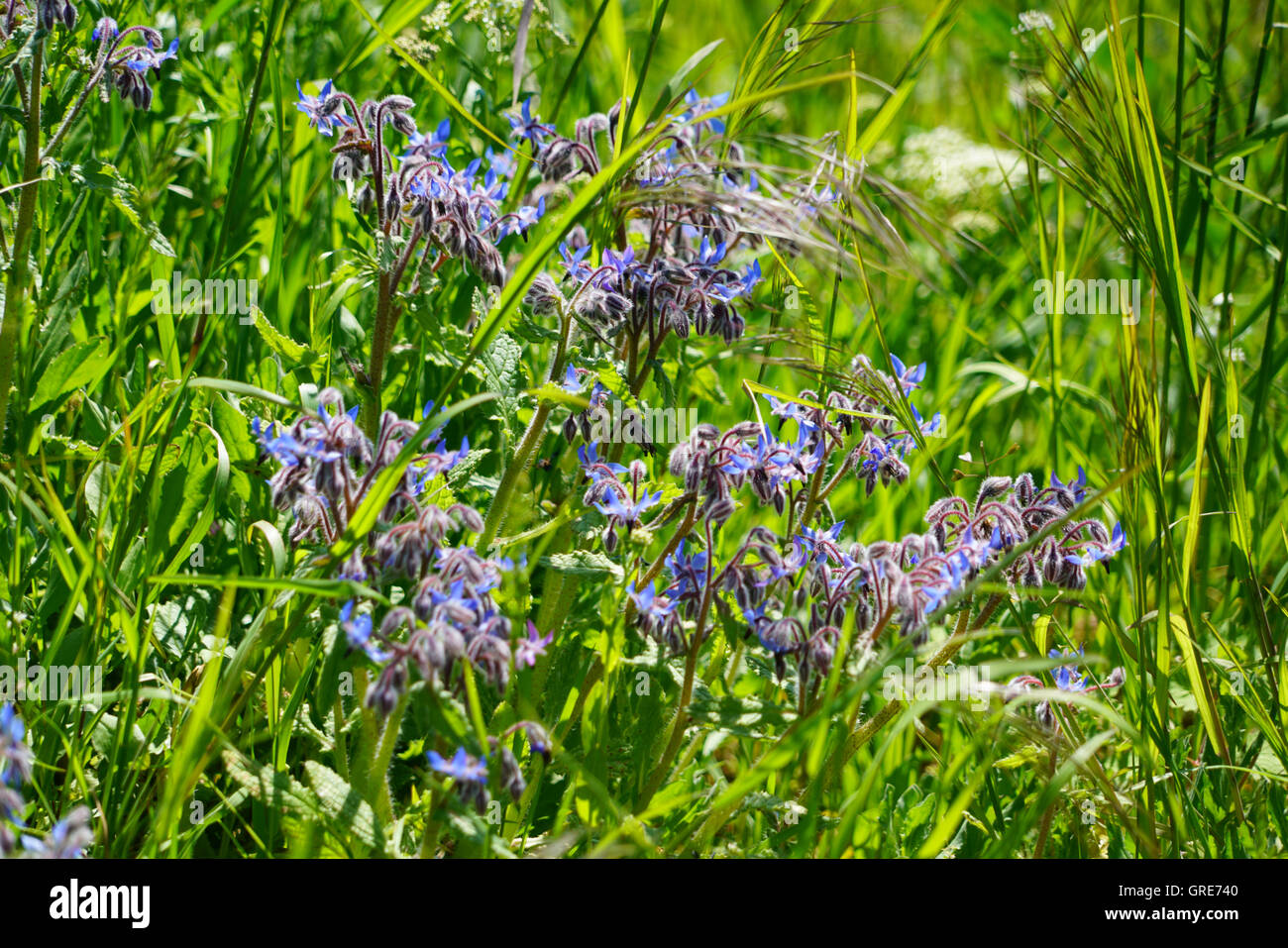 Common Borage, Borago Officinalis Stock Photo - Alamy