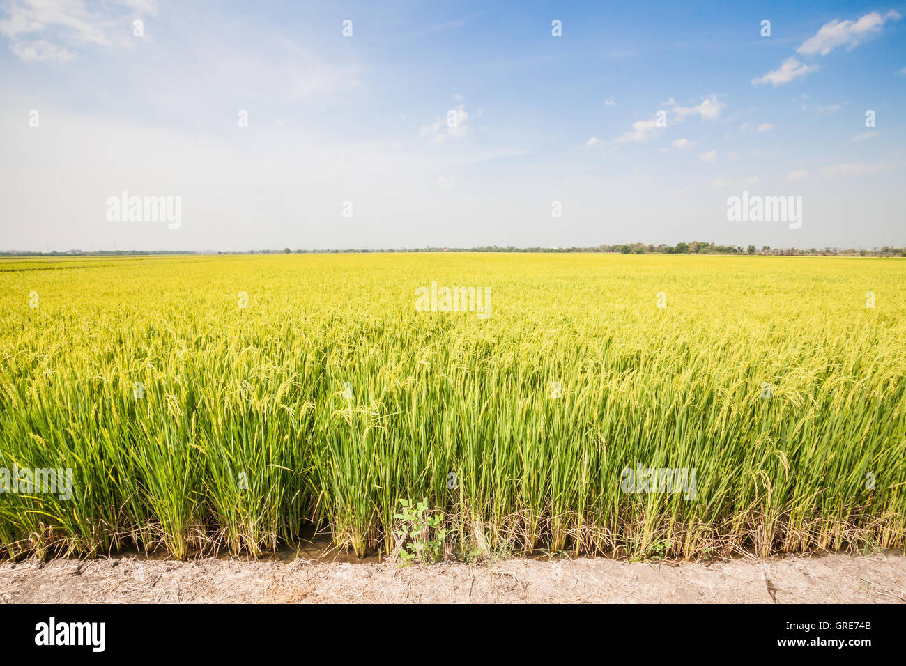 Green rice fields Stock Photo - Alamy