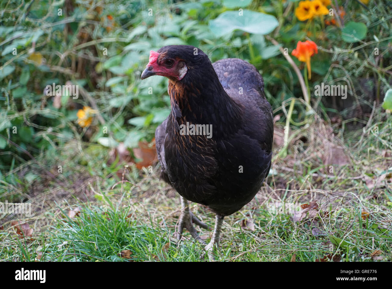 Happy Freeranged Hen, Araucana Hen Stock Photo - Alamy