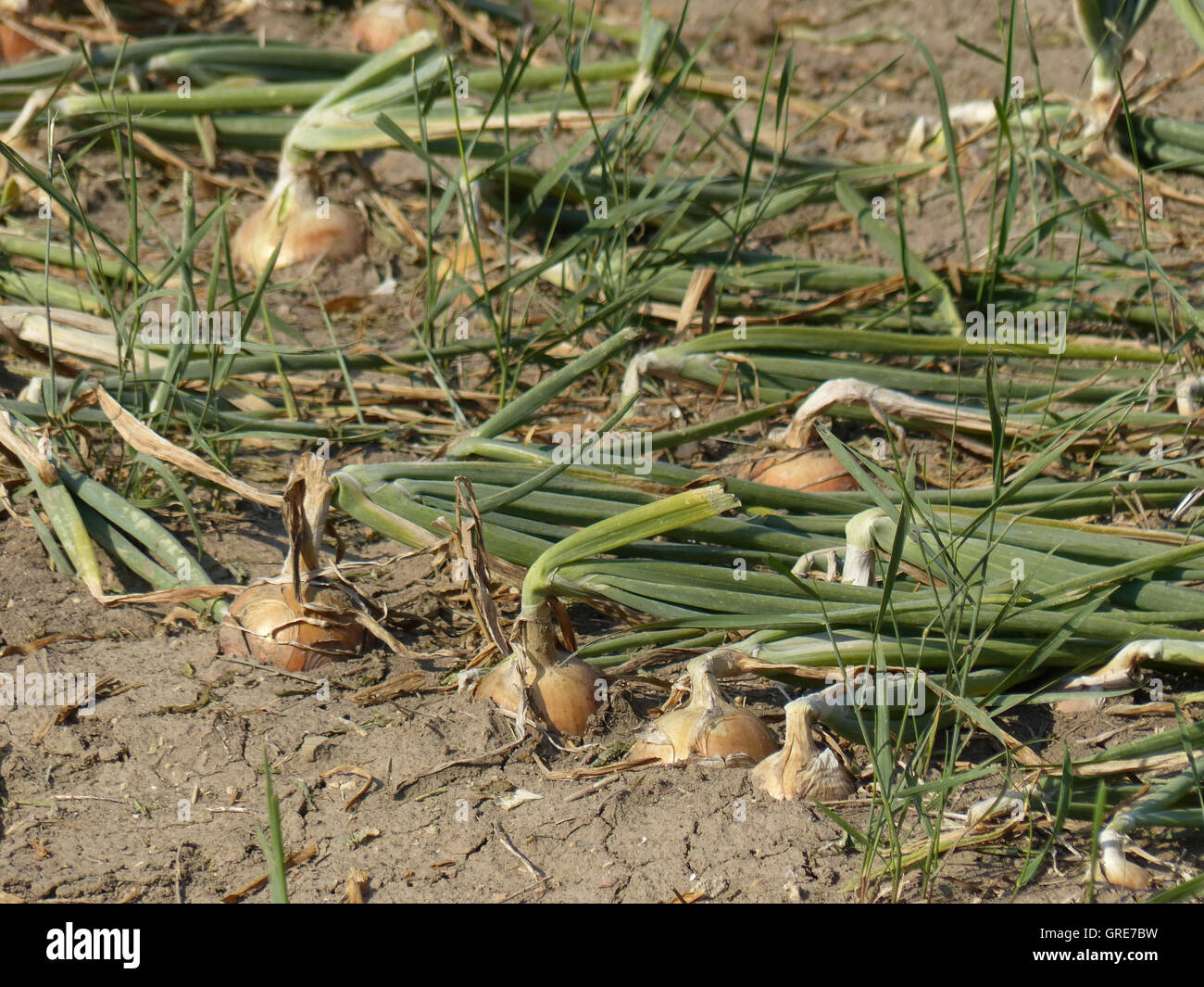 Onions On A Field Stock Photo - Alamy