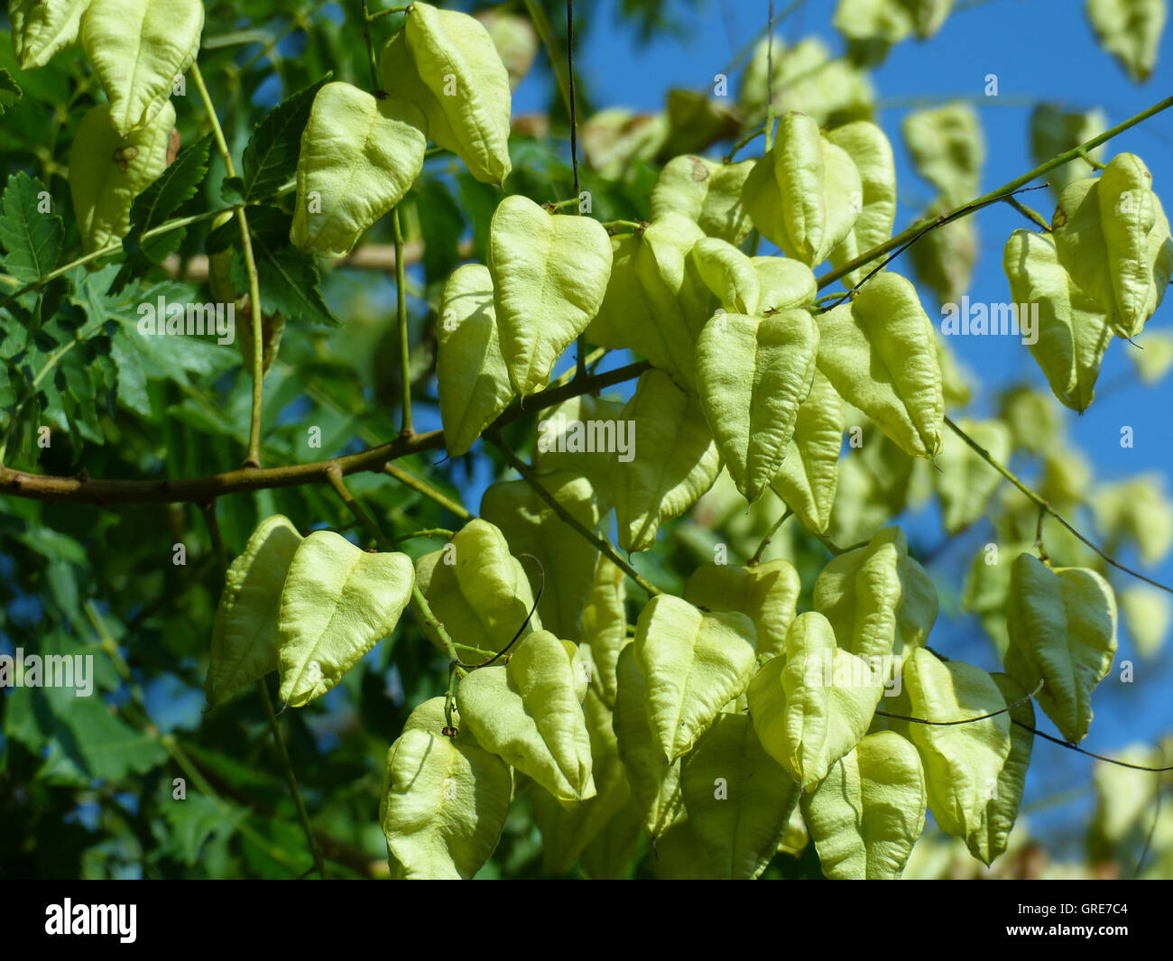 Bubble Ash Tree, Paniculate Bubble Tree, Koelreuteria Paniculata Stock ...